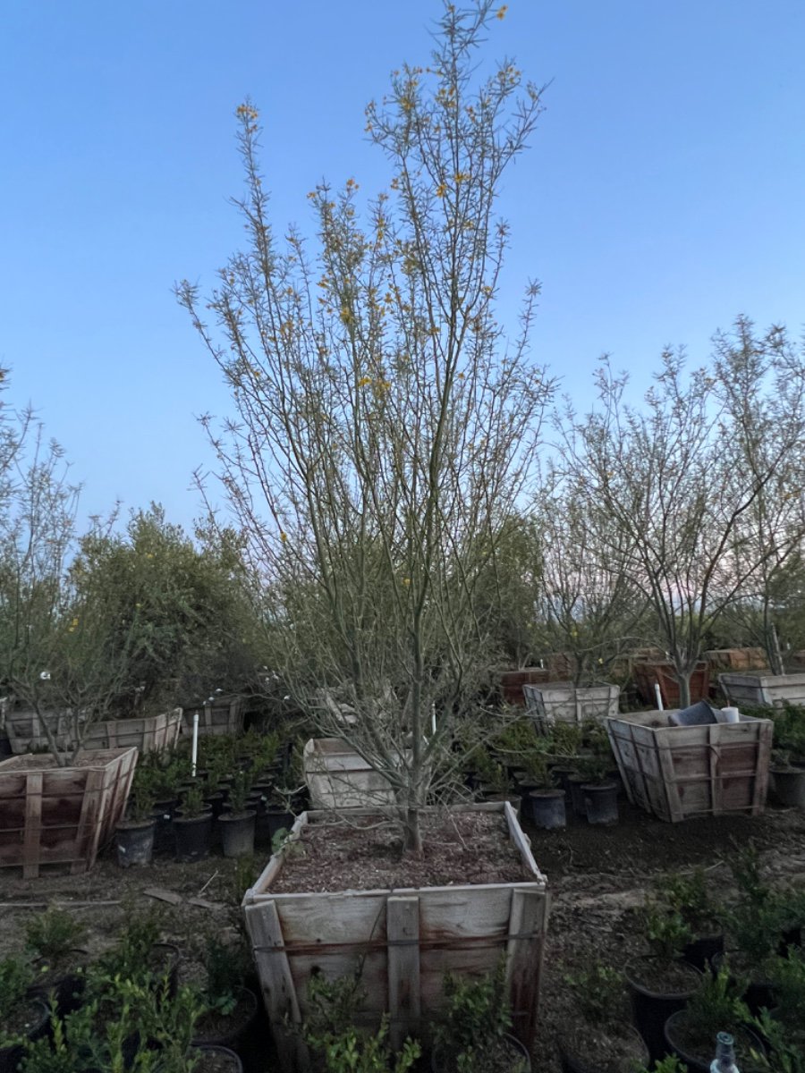 Buy Cercidium 'Desert Museum' (Multi) (Desert Museum Palo Verde)