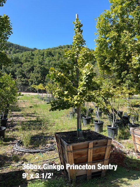 Buy Ginkgo biloba 'Fastigiata' (Fastigiata Maidenhair Tree)