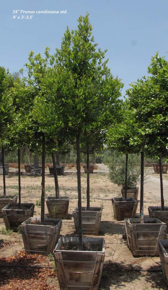 Buy Prunus caroliniana (Standard) (Cherry Laurel Tree) | Bidscape