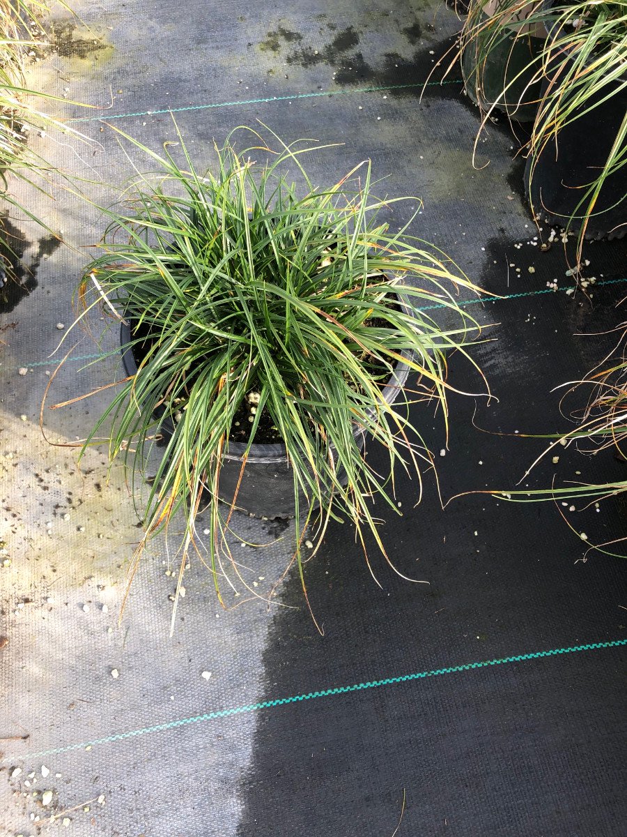 Buy Carex tumulicola (Foothill Sedge) | Bidscape