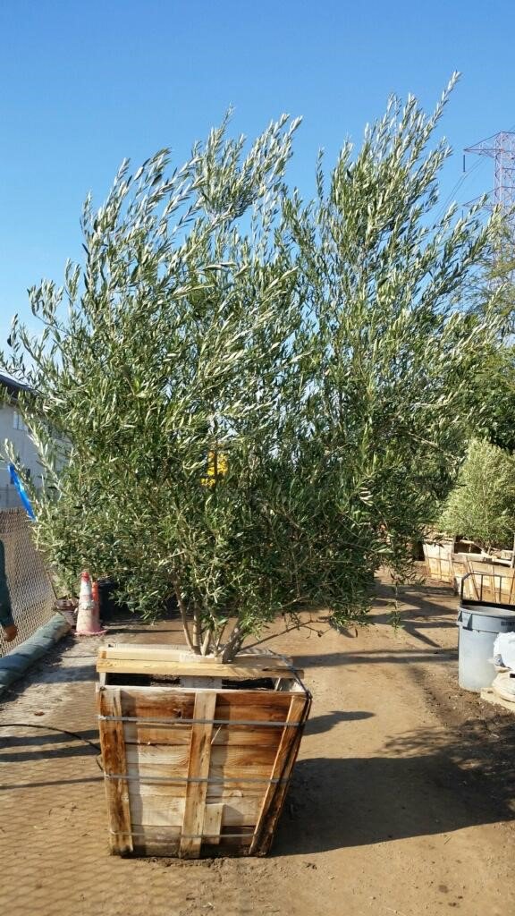 Buy Olea europaea 'Fruitless' (Low Branch) (Fruitless Olive)