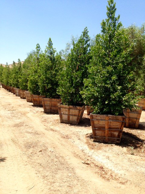 Buy Prunus caroliniana (Standard) (Cherry Laurel Tree) | Bidscape