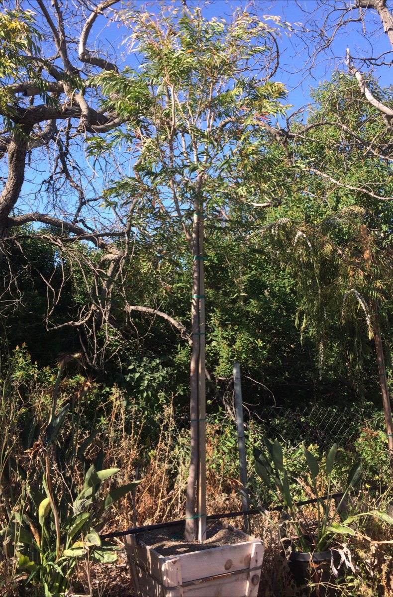 Buy Agonis flexuosa (Standard) (Peppermint Willow) | Bidscape