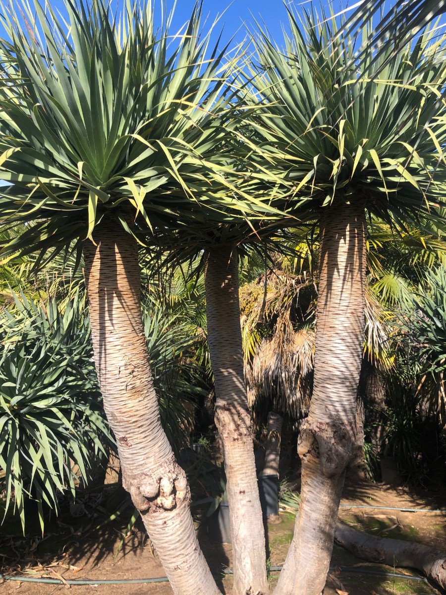 Buy Dracaena draco (Triple-trunk) (Dragon Tree) | Bidscape