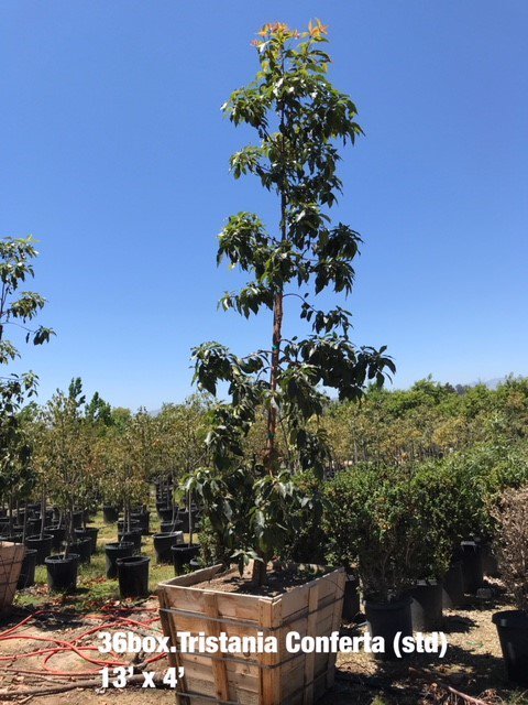 Buy Lophostemon confertus (Tristania conferta)(Low Branching)