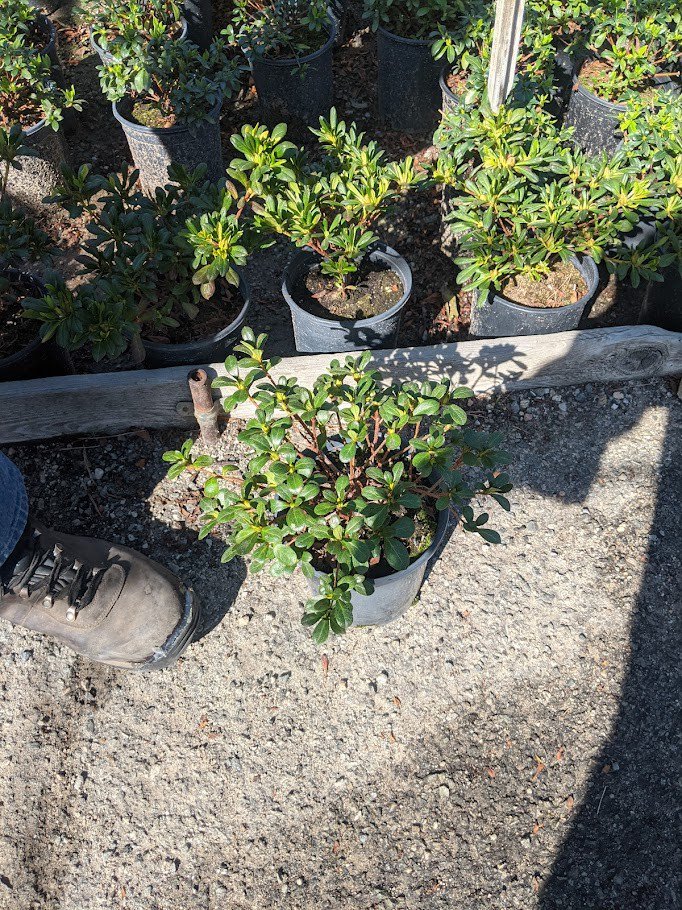 Buy Azalea x 'Getsutoku (Satsuki hybrid) (Getsutoku Azalea)