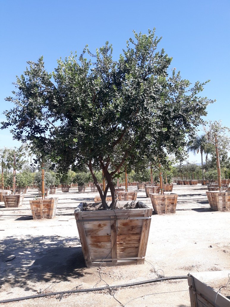 Buy Metrosideros excelsa (Low Branching) (New Zealand Christmas Tree)