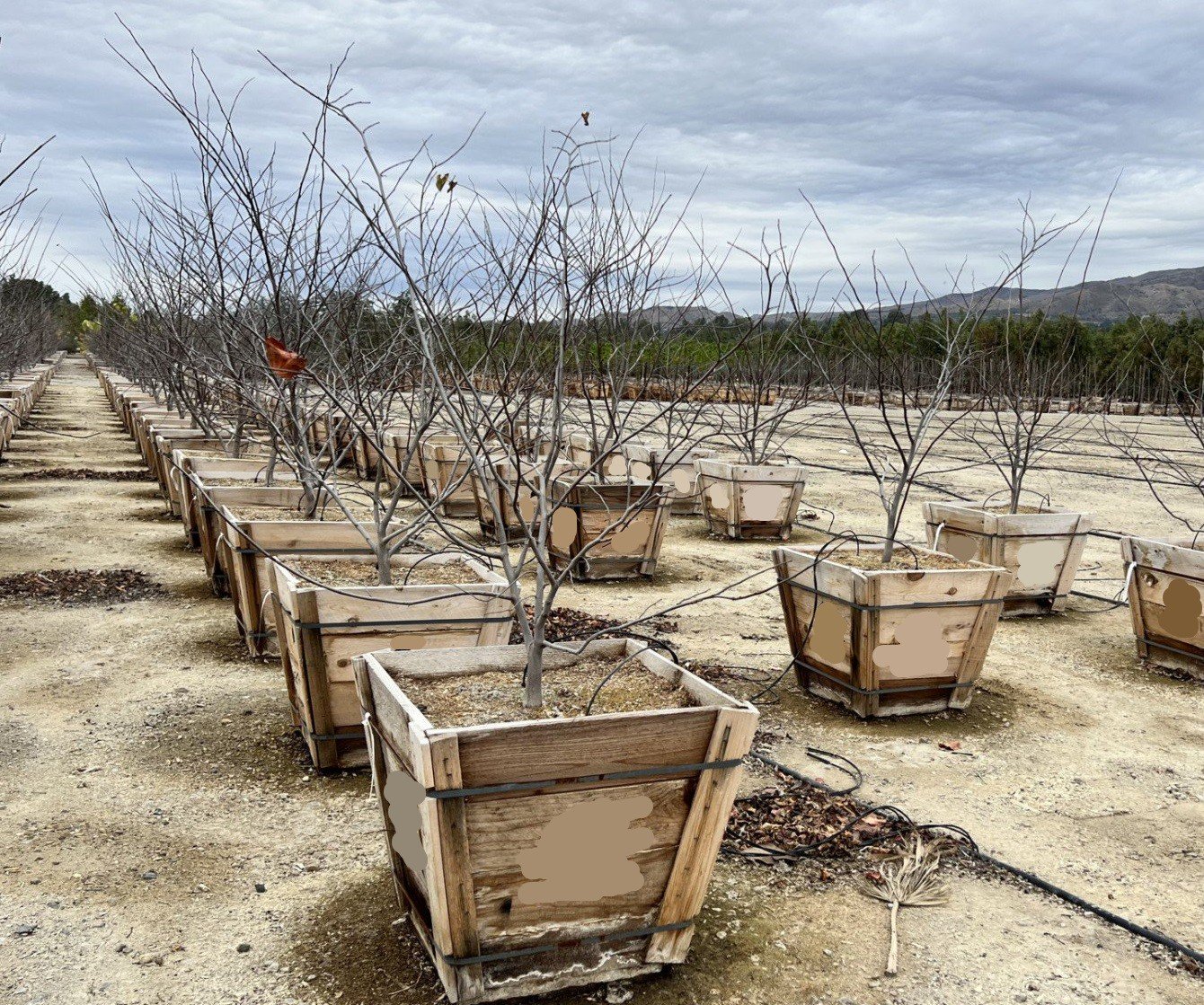 Buy Lagerstroemia x 'Miami' (Standard) (Miami Crape Myrtle)