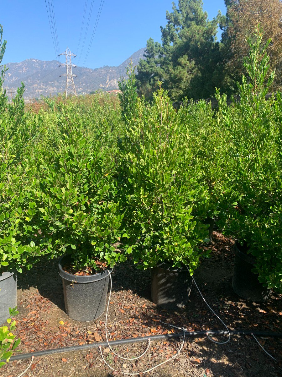 Buy Gleditsia triacanthos 'Suncole' (Sunburst Honeylocust )