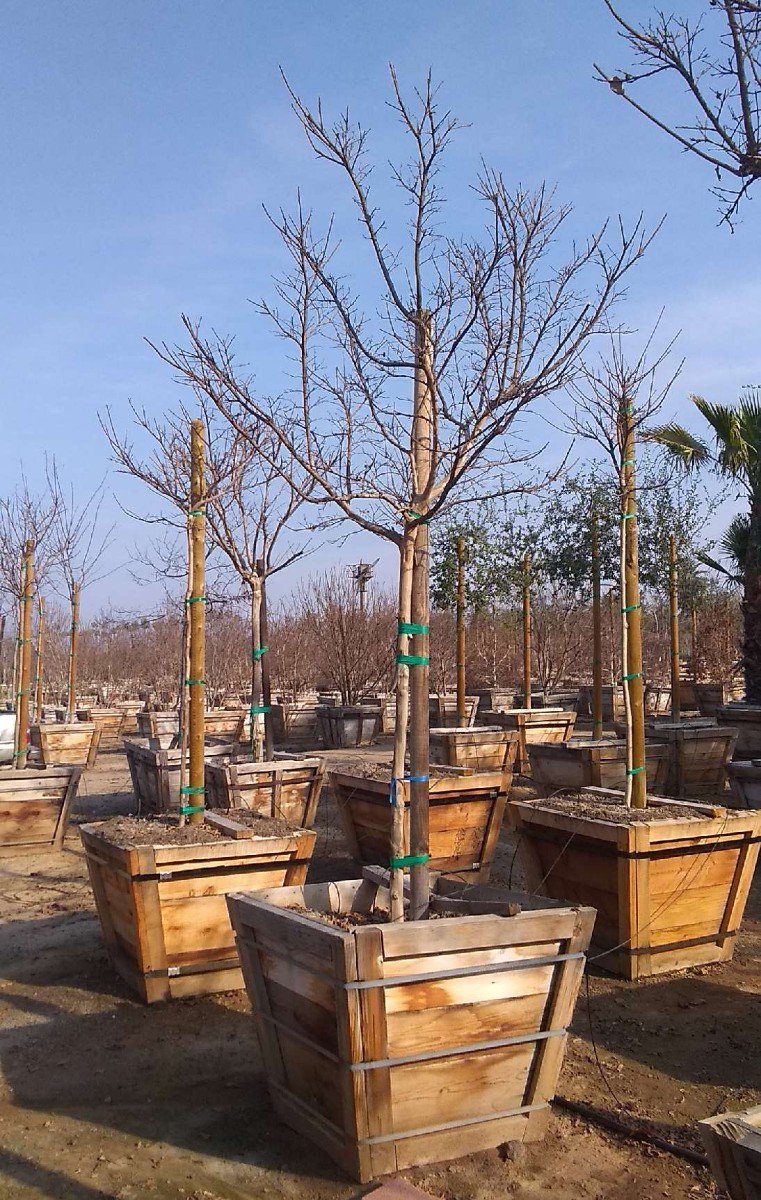 Buy Lagerstroemia indica 'Zuni' (Standard) (Zuni Crape Myrtle)