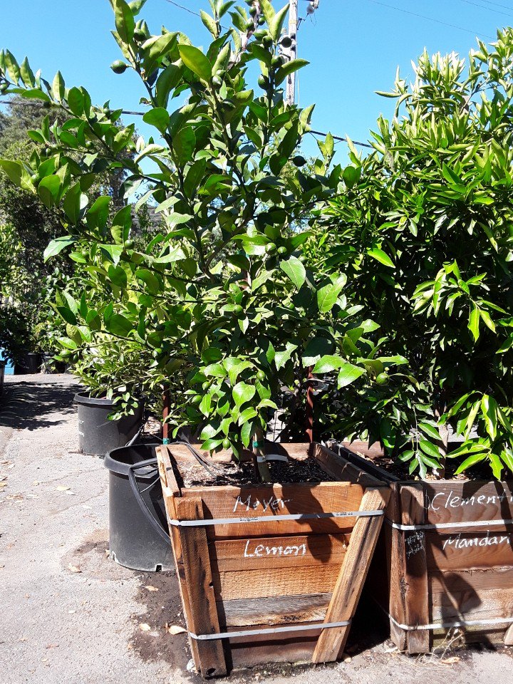 Buy Citrus x meyeri (Meyer Lemon) | Bidscape