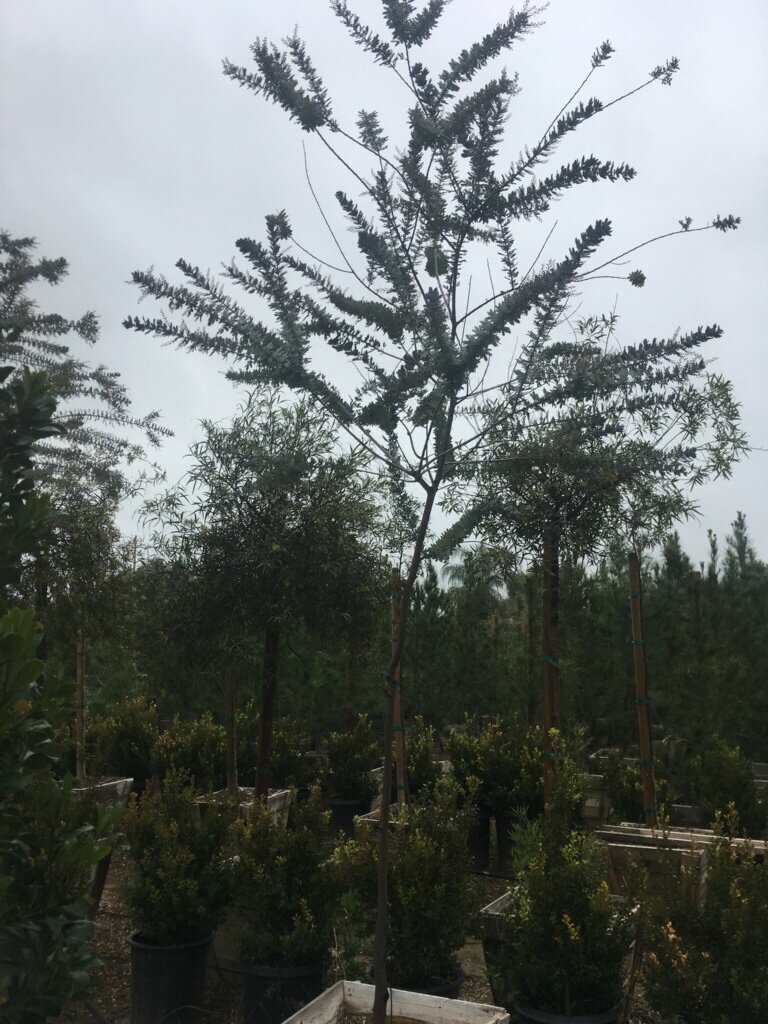 Buy Acacia baileyana 'Purpurea' (Purple Fernleaf Acacia) | Bidscape