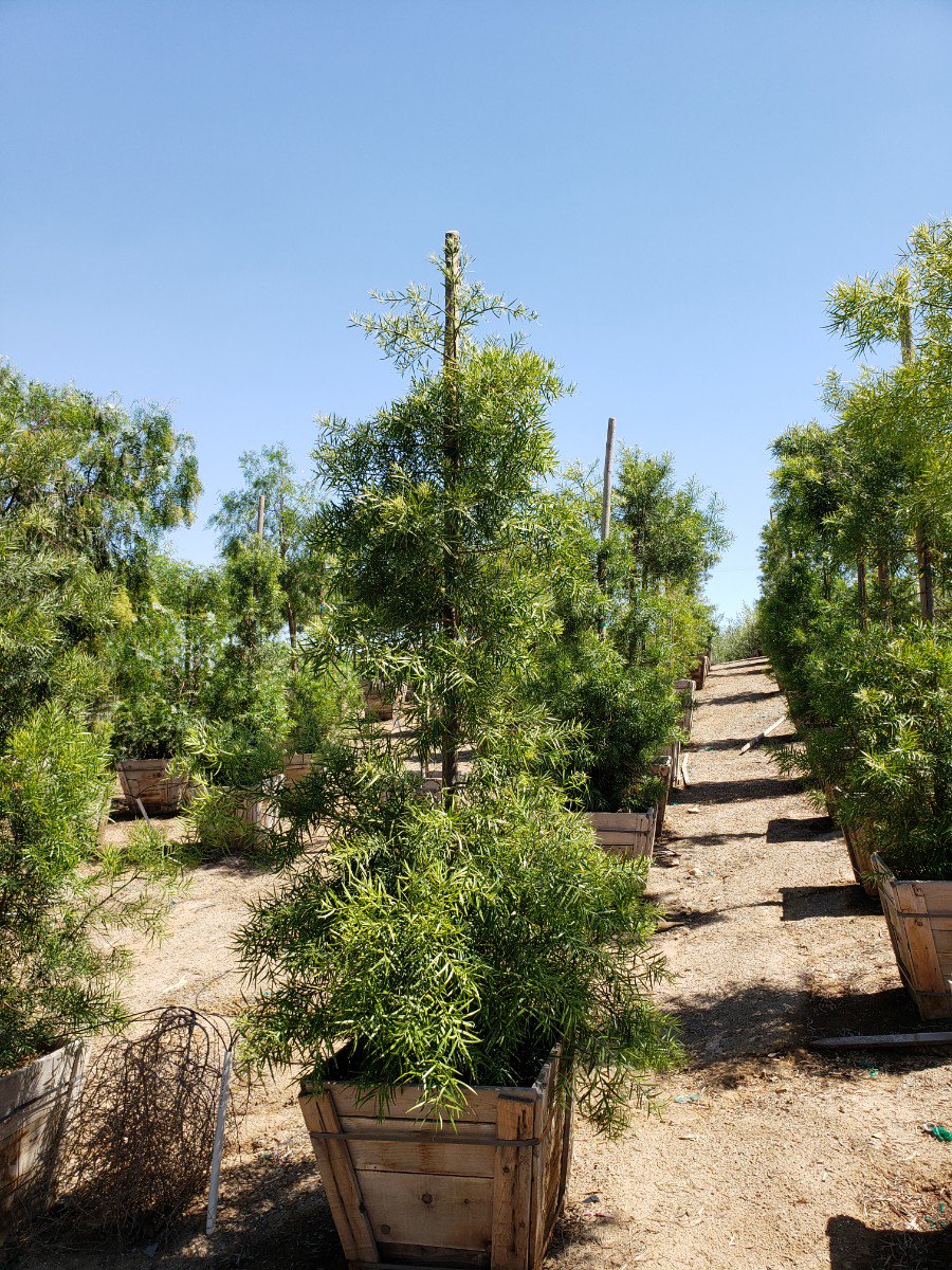 Buy Podocarpus gracilior (low branching column) (Fern Podocarpus)