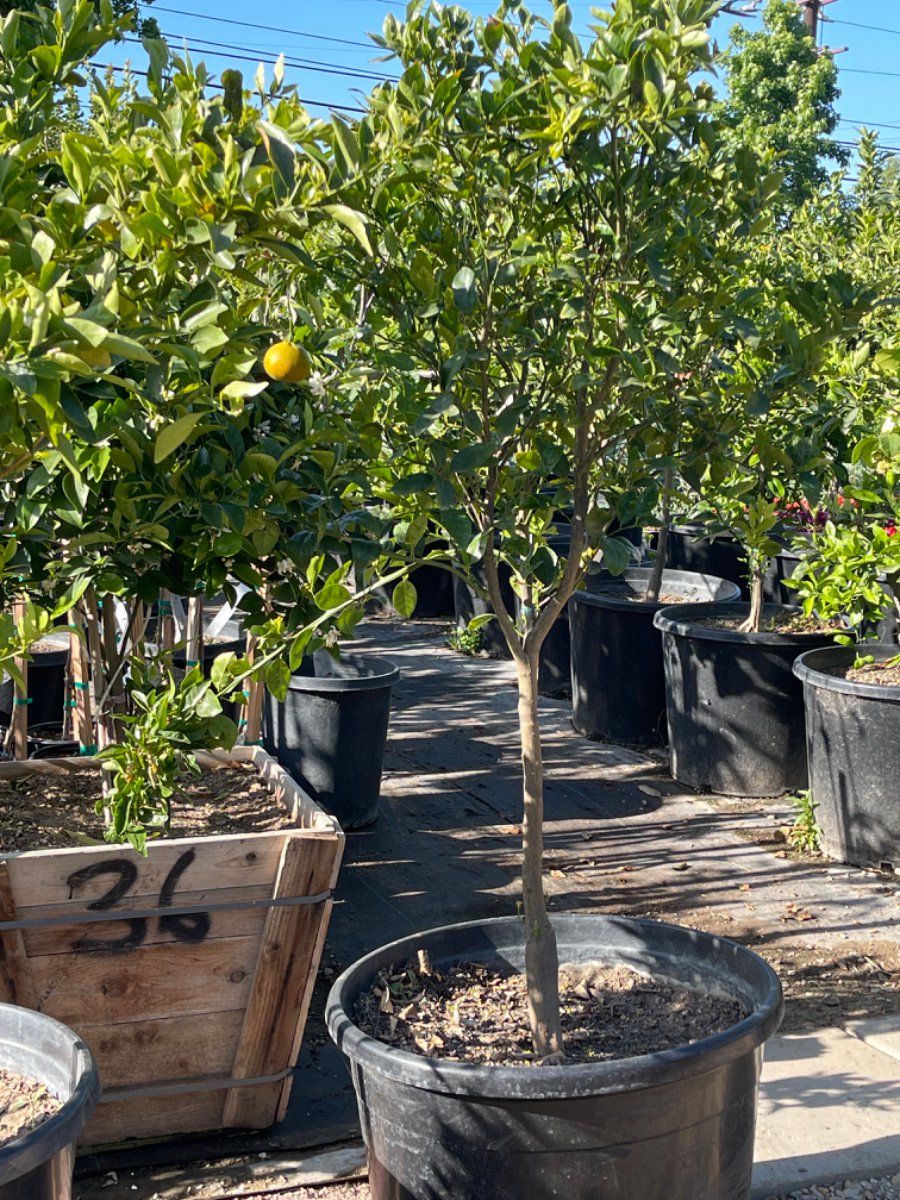 Buy Pyrus pyrifolia 'Shinseiki' (Shinseiki Asian Pear (New Century))