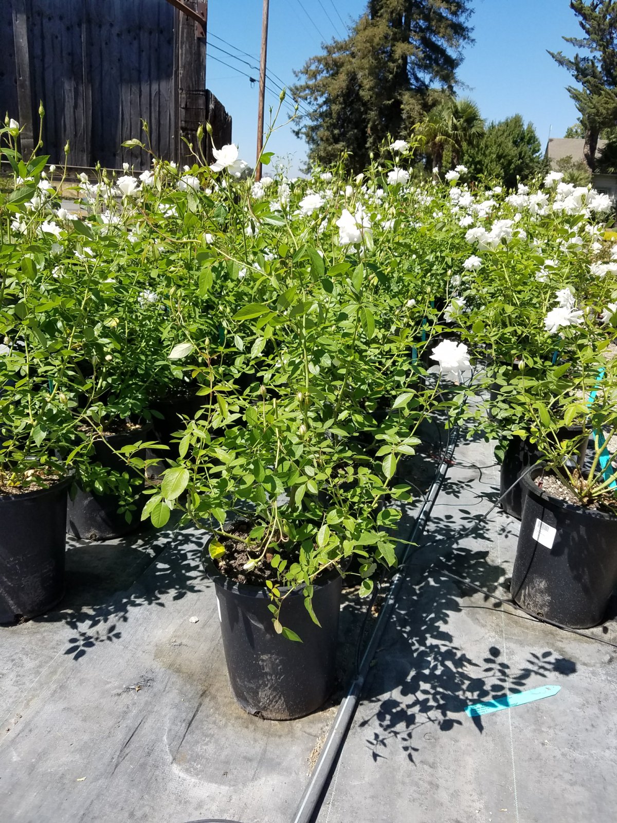 Buy Rosa 'Iceberg' (White) (Iceberg Shrub Rose) | Bidscape