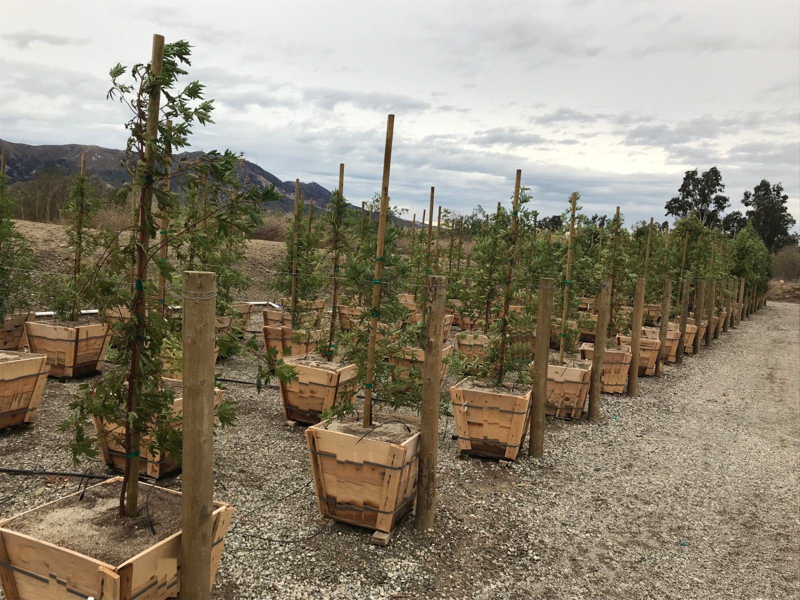 Buy Lyonothamnus floribundus (Catalina ironwood) | Bidscape