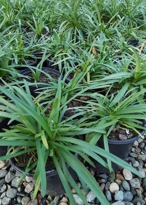 Buy Agapanthus africanus ‘Peter Pan White’