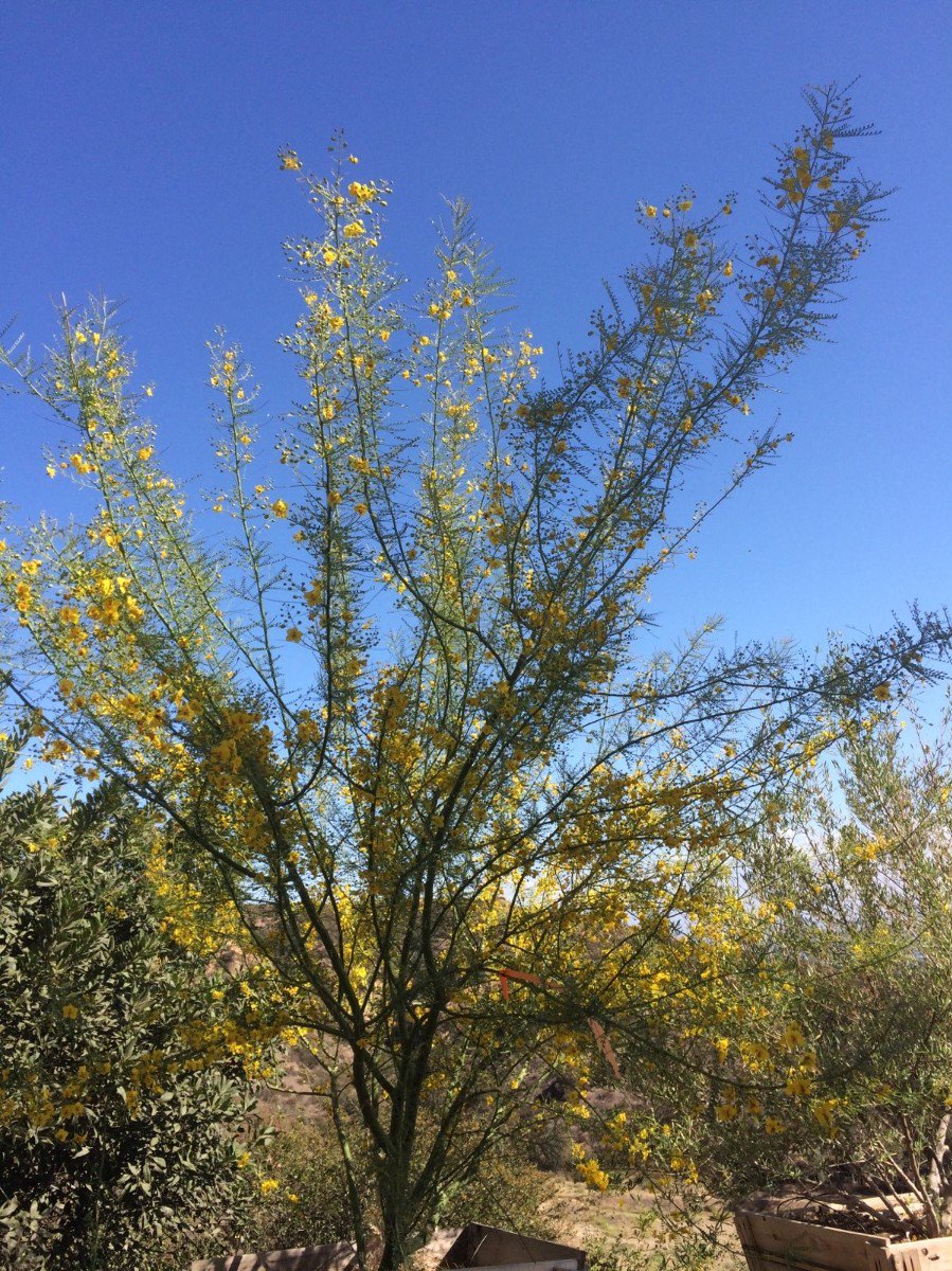 Buy Cercidium x 'Desert Museum' (Desert Museum Palo Verde) | Bidscape