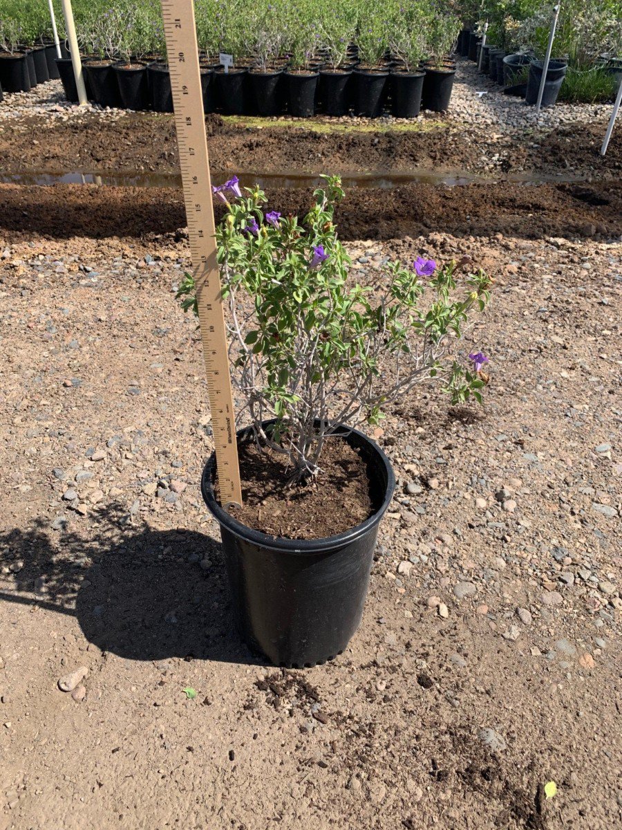 Buy Eremophila hygrophana (Blue Emu Bush) | Bidscape