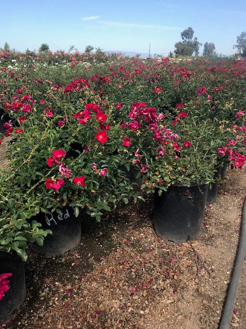 Buy Rosa 'Flower Carpet Red' (Flower Carpet Red Groundcover Rose)