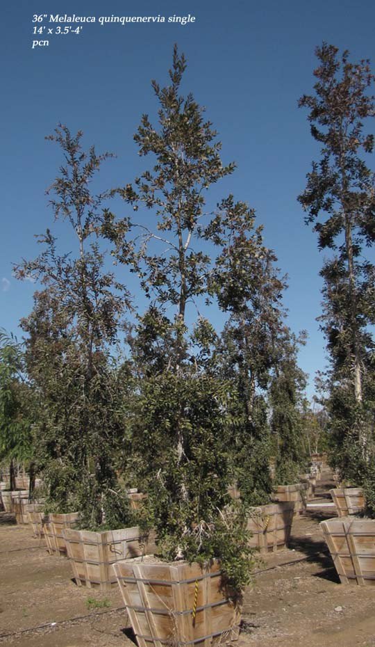 Buy Cupressus macrocarpa (Multi) (Monterey Cypress) | Bidscape