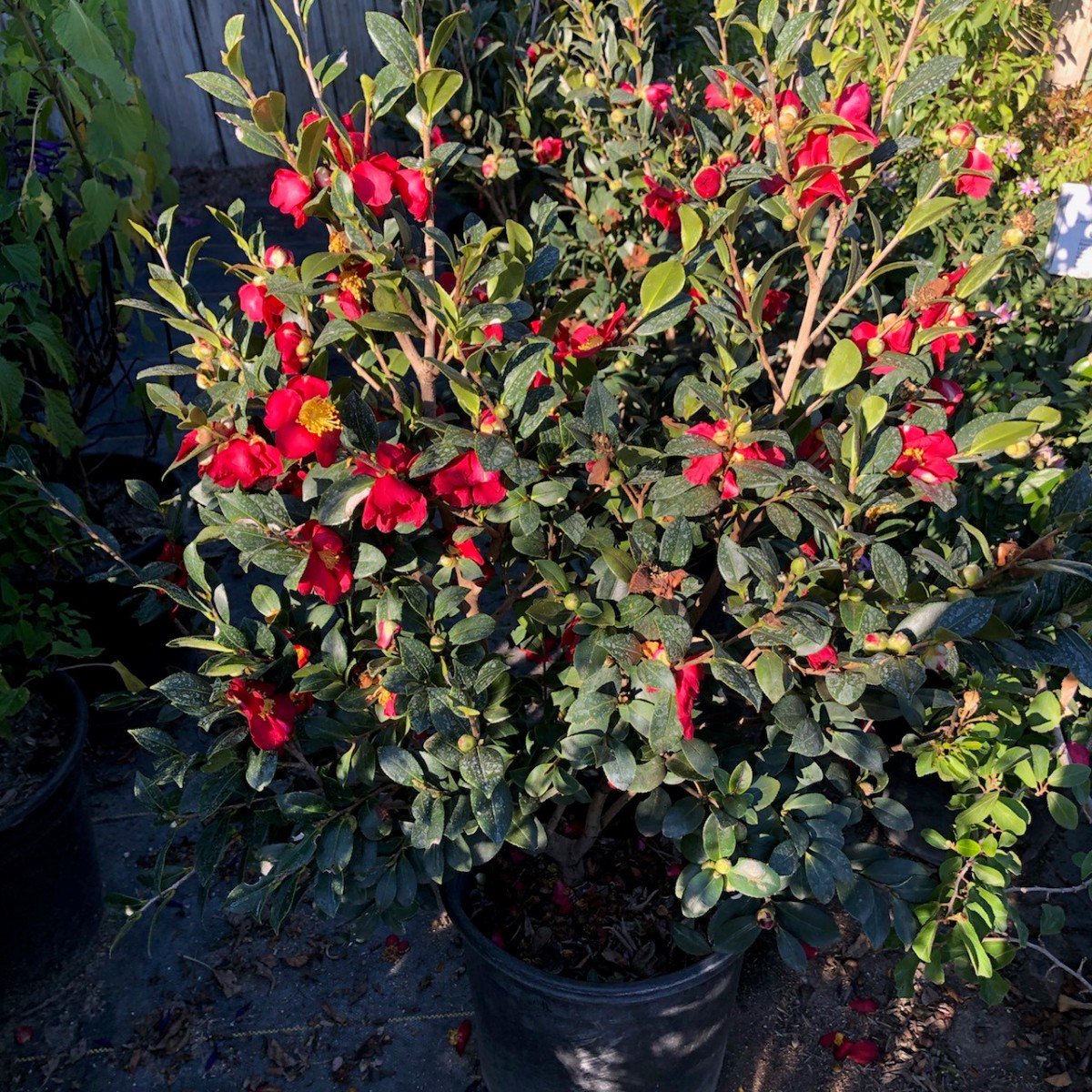 Buy Camellia sasanqua 'Yuletide' (Yuletide Camellia) | Bidscape