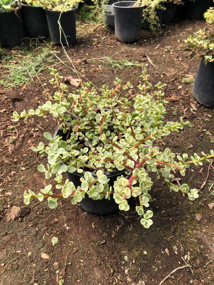 Buy Portulacaria afra 'Prostrate Form' (Dwarf Elephant Food)