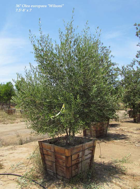 Buy Olea europaea 'Wilsonii' (Wilsonii Fruitless Olive) | Bidscape