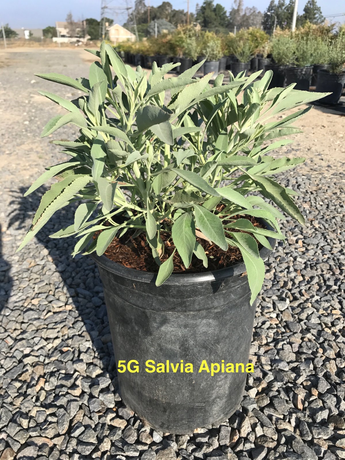 Buy Lepechinia fragrans 'El Tigre' (El Tigre Pitcher Sage) | Bidscape