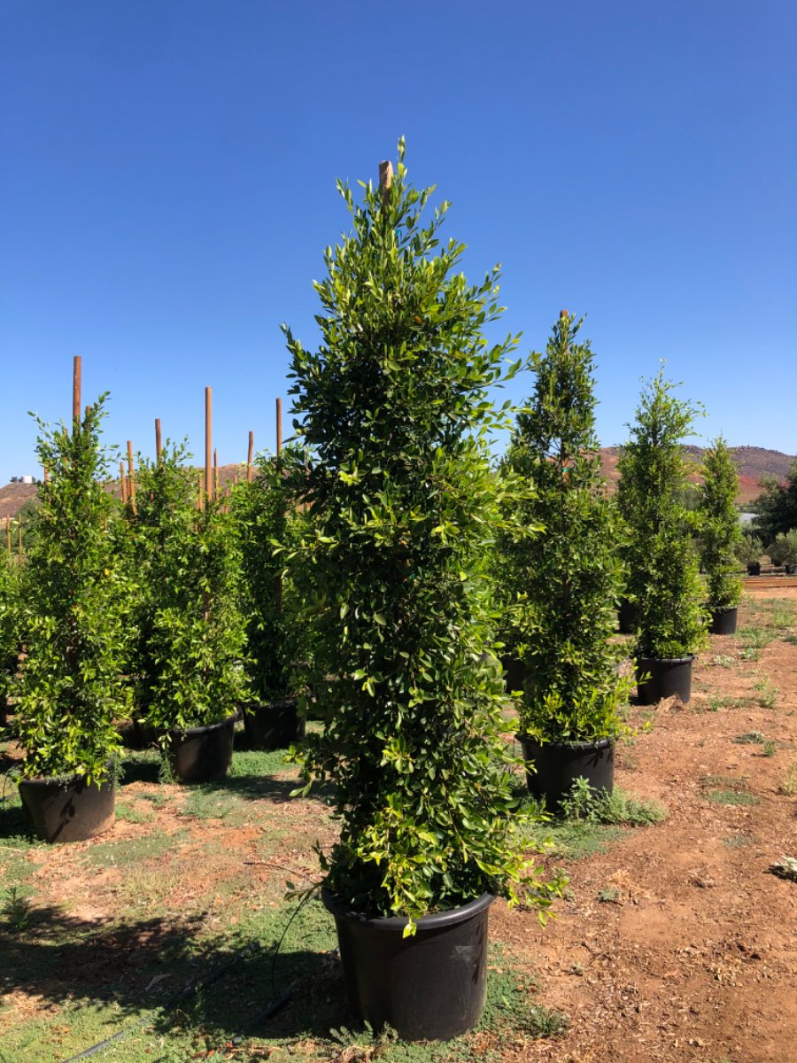 Buy Ficus microcarpa nitida (Column) (Indian Laurel) | Bidscape