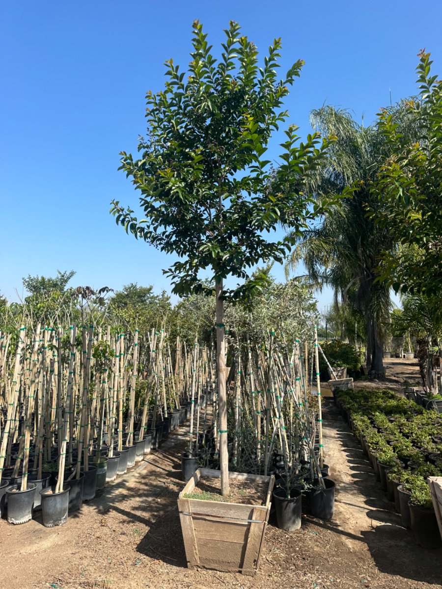 Buy Lagerstroemia indica (Standard) (Crape Myrtle) | Bidscape