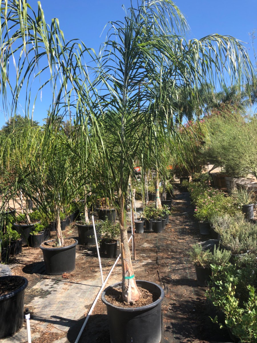 Buy Arecastrum Romanzoffianum (Multi) (Queen palm) | Bidscape