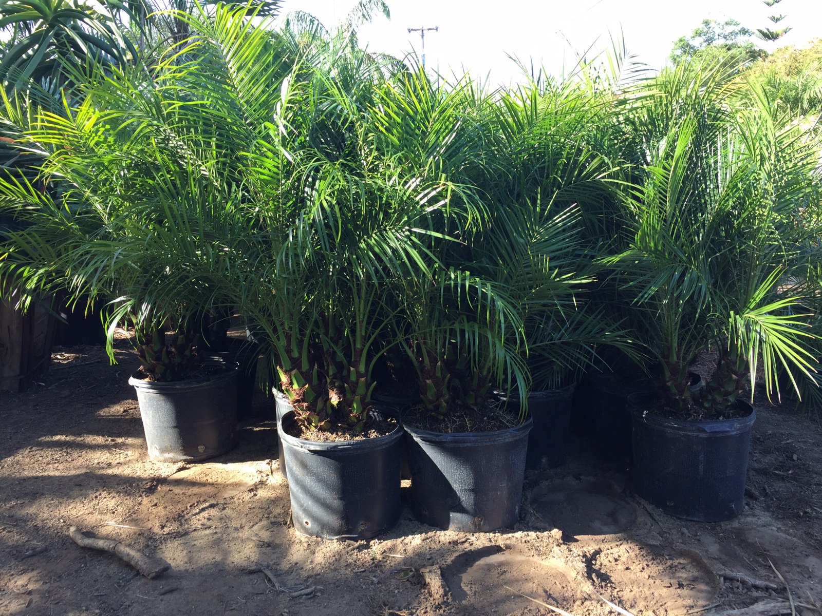 Buy Phoenix roebelenii (Multi) (Pygmy Date Palm) | Bidscape