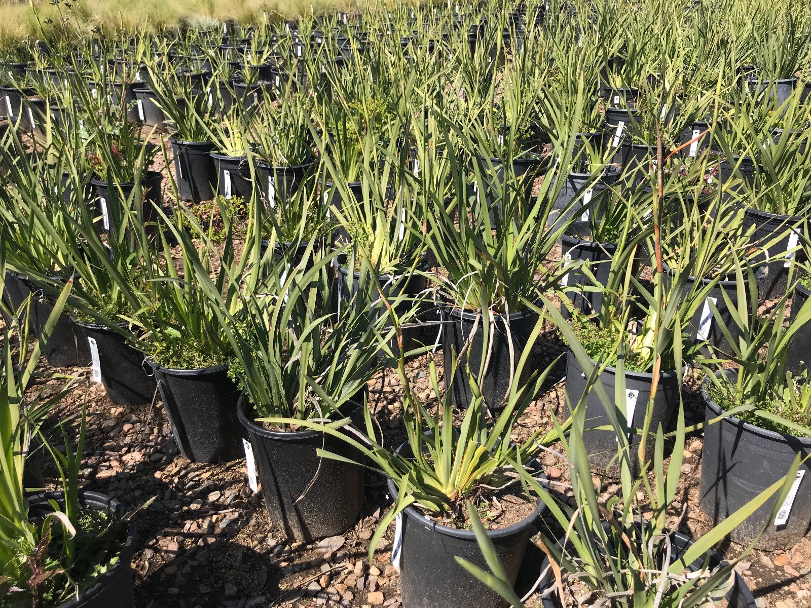 Buy Dietes vegeta (Moraea iridioides) (Fortnight Lily) | Bidscape