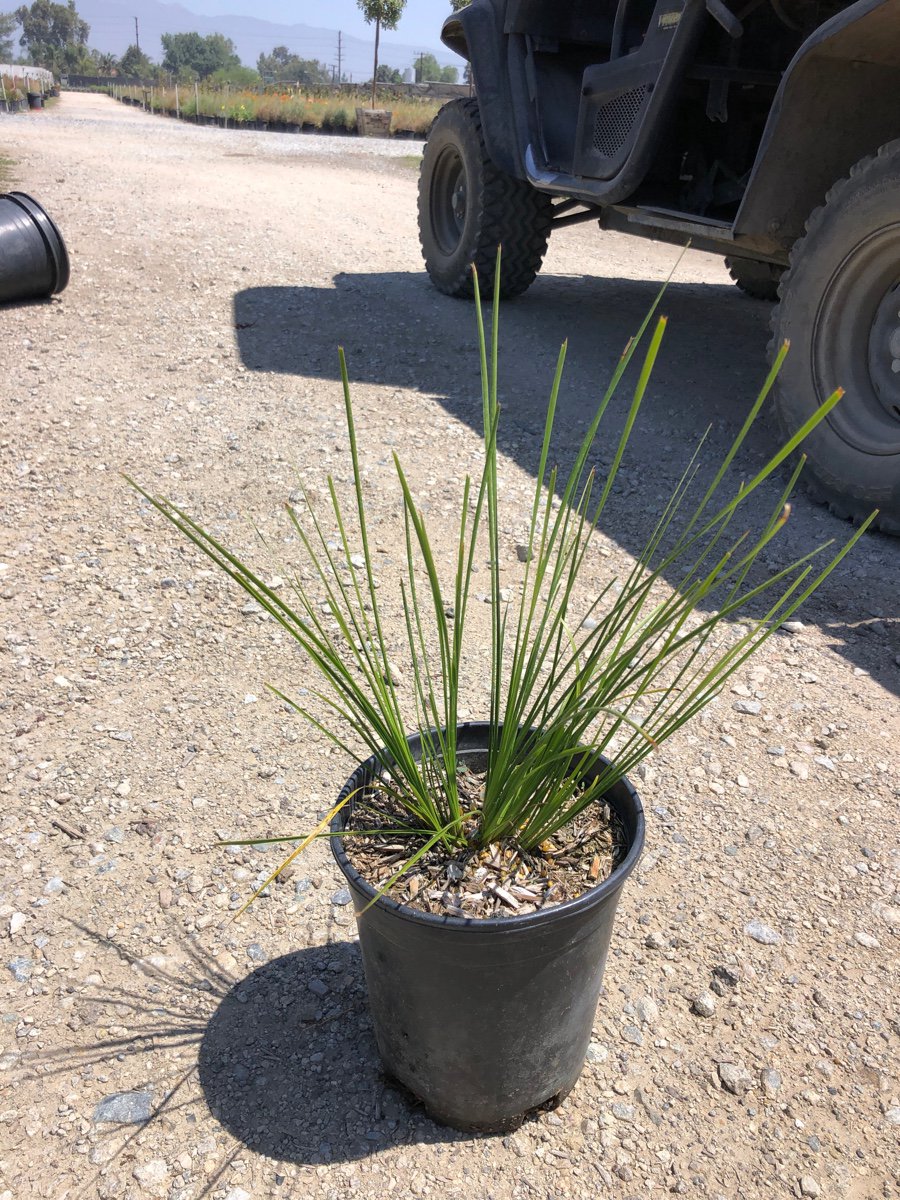 Buy Lomandra longifolia 'Breeze' (Dwarf Mat Rush 'Breeze') | Bidscape