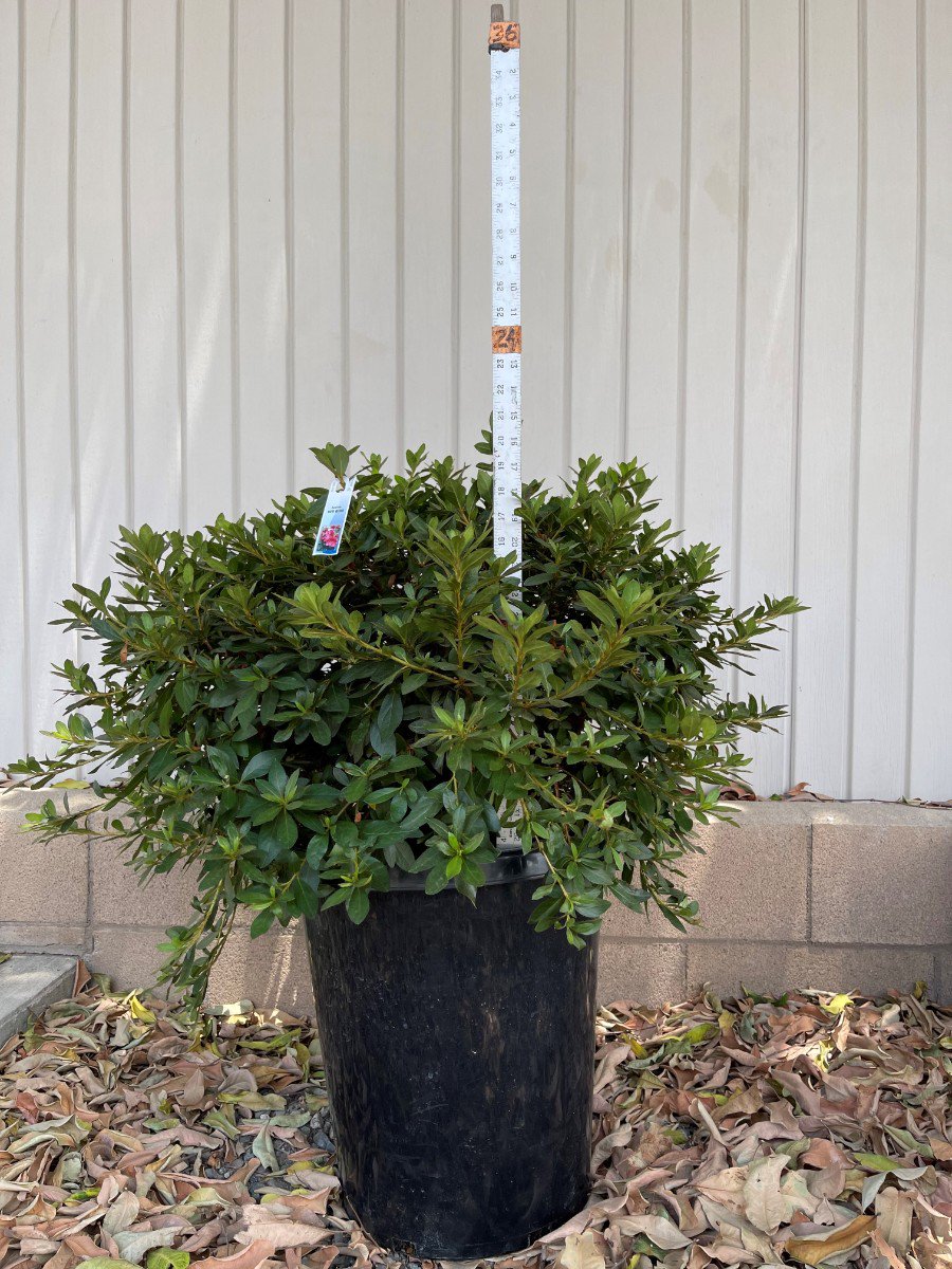 Buy Azalea 'George L. Taber' (Southern Indica)