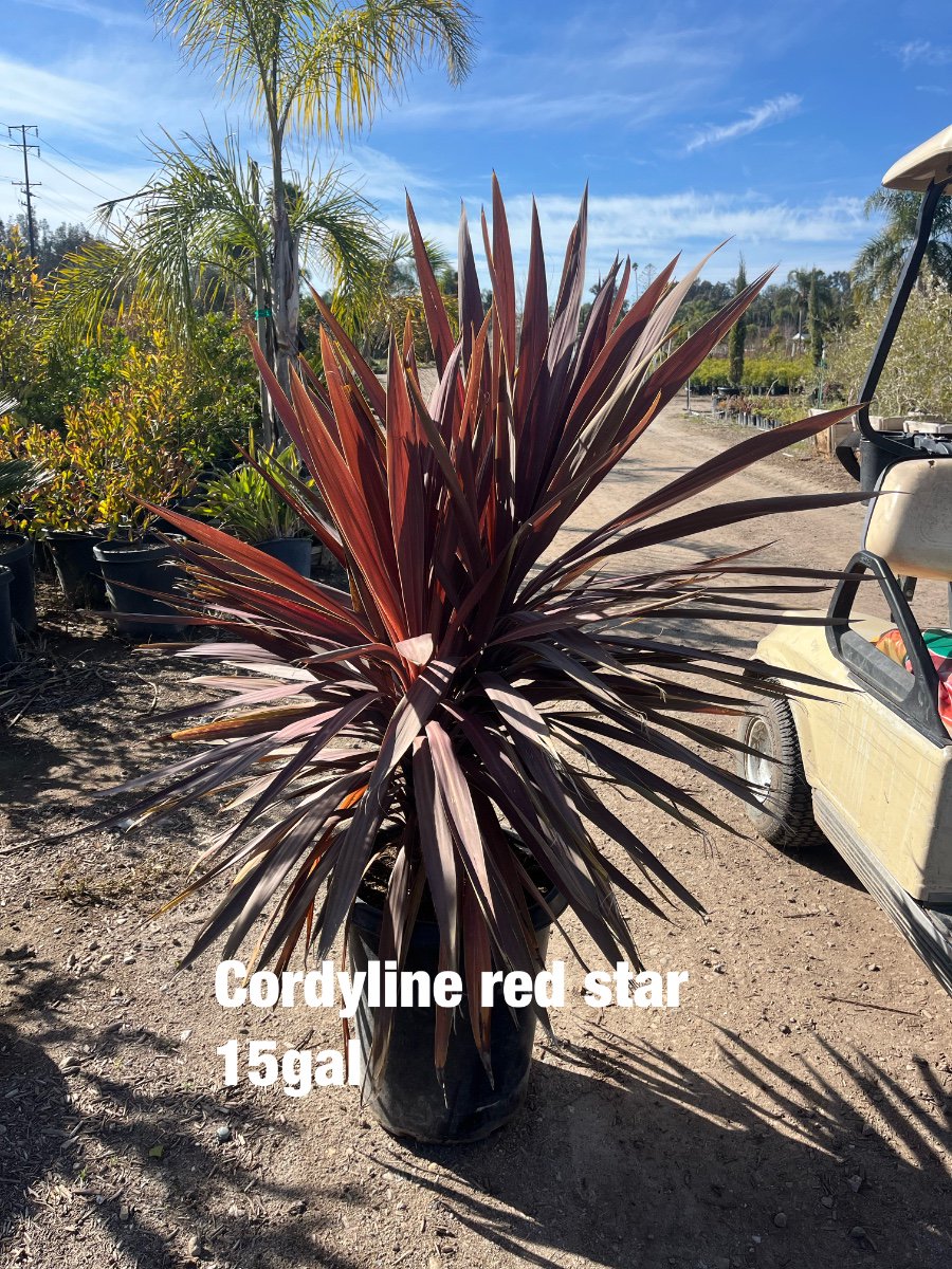 Browse Tropicals online | Bidscape