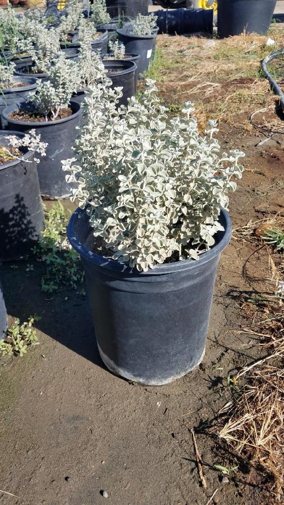 Buy Leucophyllum zygophyllum 'Cimarron' (Cimarron Texas Ranger)