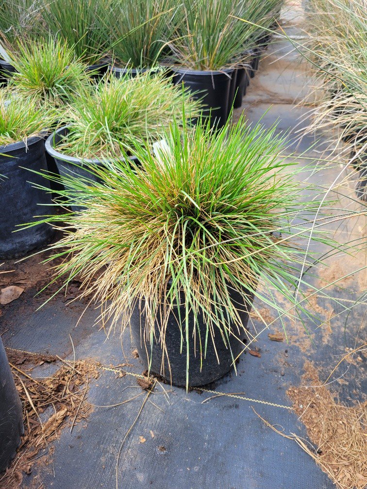 Buy Callistemon viridiflorus 'Xera Compact'