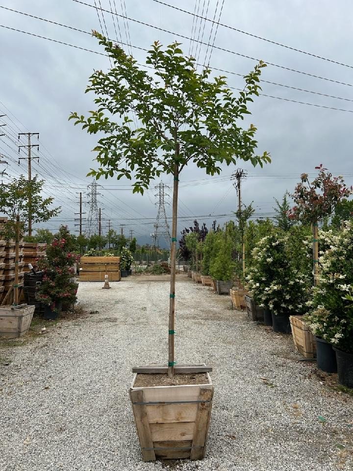 Buy Lagerstroemia indica (Standard) (Crape Myrtle) | Bidscape