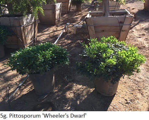 Buy Pittosporum tobira 'Wheeler's Dwarf'
