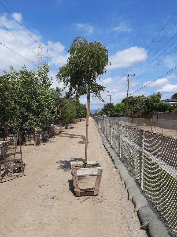 Buy Agonis flexuosa (Standard) (Peppermint Willow) | Bidscape