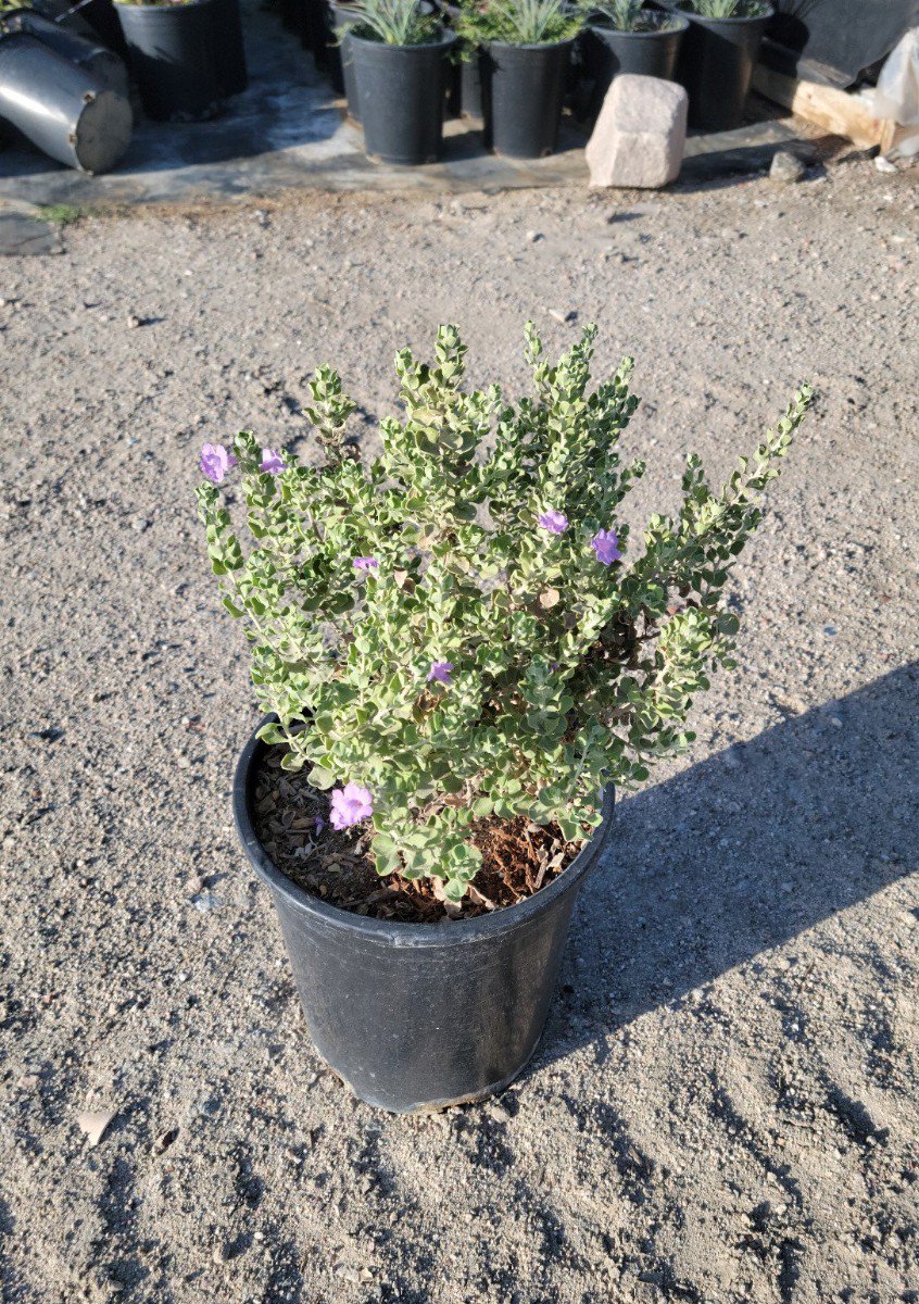 Buy Leucophyllum langmaniae 'Lynn's Legacy'