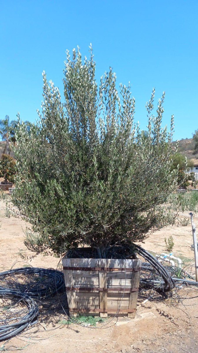 Buy Olea europaea 'Wilsonii' (Wilsonii Fruitless Olive) | Bidscape
