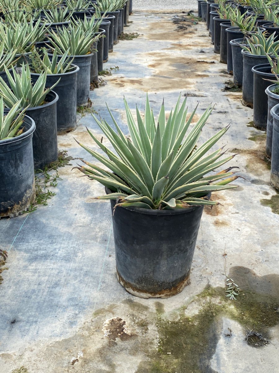 Buy Agave angustifolia 'Marginata' (Caribbean Agave) | Bidscape