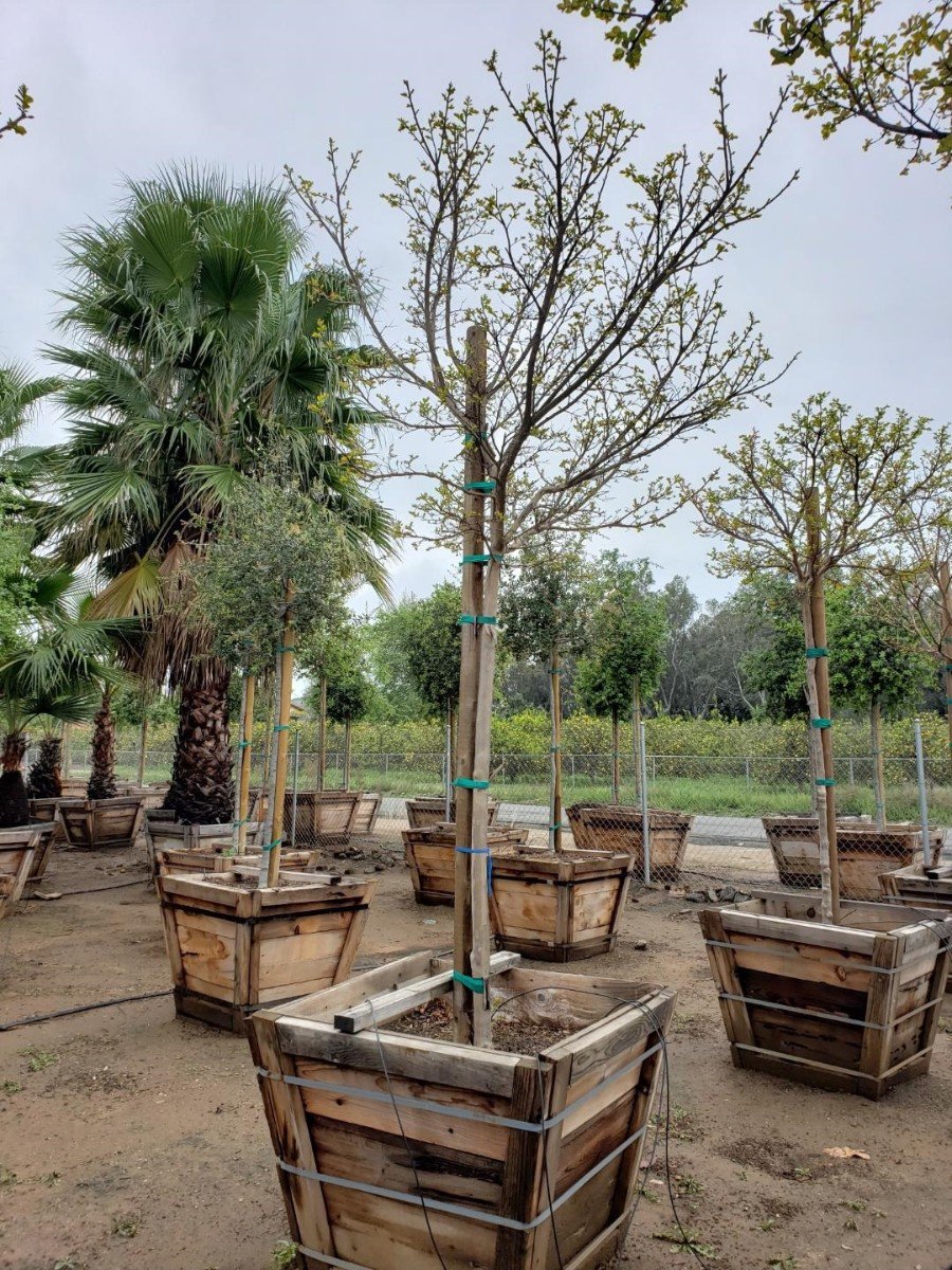 Buy Lagerstroemia indica 'Catawba' (Standard) (Catawba Crape Myrtle) Buy Lagerstroemia indica 'Catawba' (Standard) (Catawba Crape Myrtle)