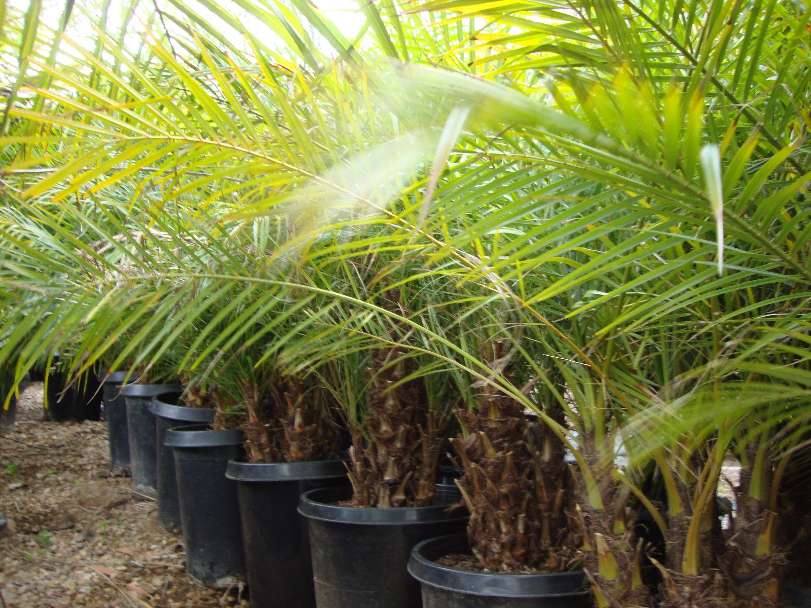 Buy Phoenix roebelenii (Multi) (Pygmy Date Palm) | Bidscape