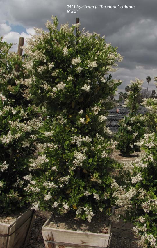 Buy Ligustrum japonicum 'Texanum' (Column) (Waxleaf Privet)