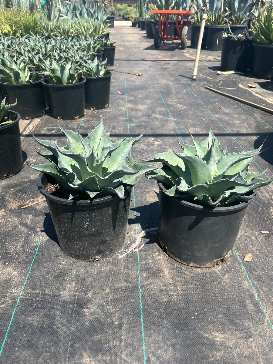 Buy Agave ovatifolia (Whale's Tongue Agave) | Bidscape Buy Agave ovatifolia (Whale's Tongue Agave) | Bidscape