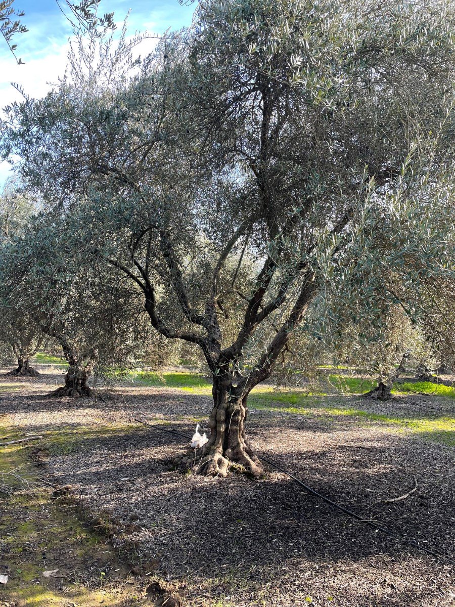 Buy Olea europaea (Standard) (Olive Tree) | Bidscape